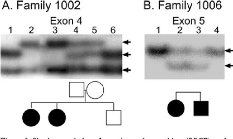 Figure 3 From 11 Cis Retinol Dehydrogenase Mutations As A Major Cause