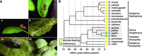 an herbivorous lineage nested within the genus drosophila a