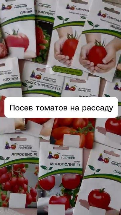 Как посеять семена томатов на рассаду сад посевтоматов рассадатоматов огород