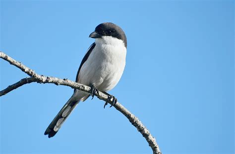 Pájaro Aviar Fauna Foto Gratis En Pixabay Pixabay