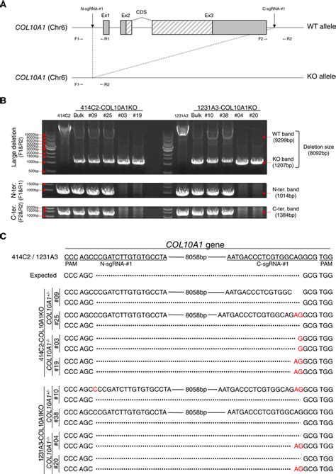 Generation Of Col10a1‐ko Cell Lines From Human Ips Cell Lines A Download Scientific Diagram