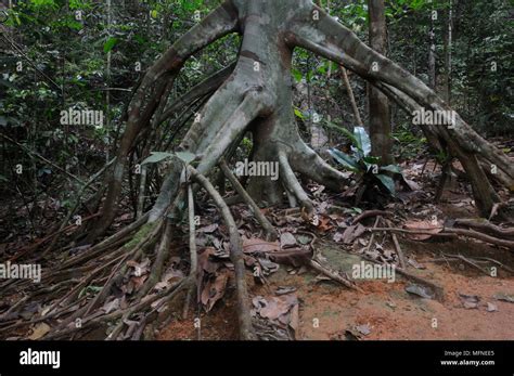Tree Roots Above Ground Hi Res Stock Photography And Images Alamy