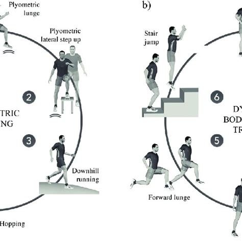 PDF Concurrent Endurance Training With Either Plyometric Or Dynamic Body Weight Training Both