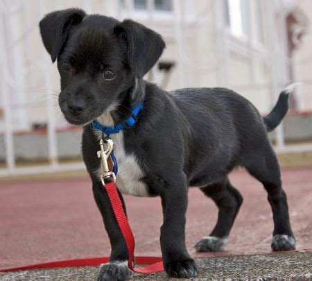 Black Chihuahua Terrier Mix