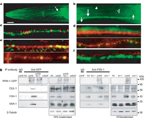 Fsn 1 Is Present At Some Periactive Zones And Non Synaptic Regions And Download Scientific