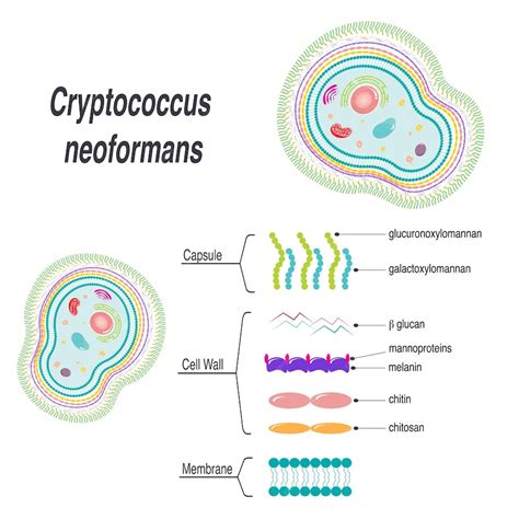 Premium Vector Cryptococcus Neoformans Membrane Vector Diagram