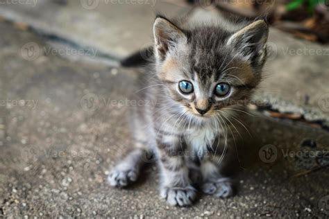 Cute Grey Tabby Kitten With Striking Blue Eyes Sitting On A Concrete