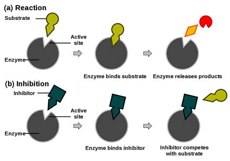 Enzyme Substrate Reaction