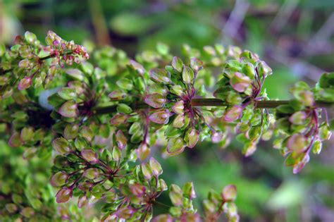 Rumex Crispus Polygonaceae