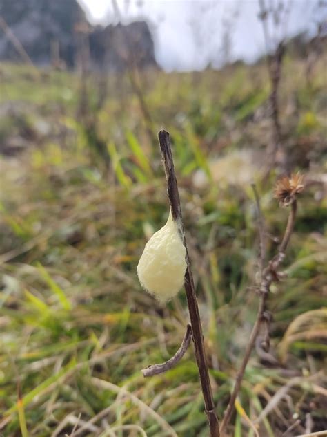 Why Is An Rna Primer Used In Dna Replication Instead Of A Dna Primer