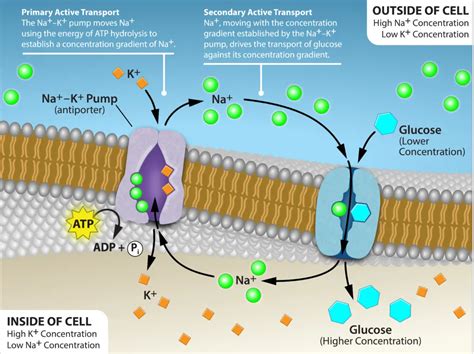 Active Transport Definition Types Process Functions Examples