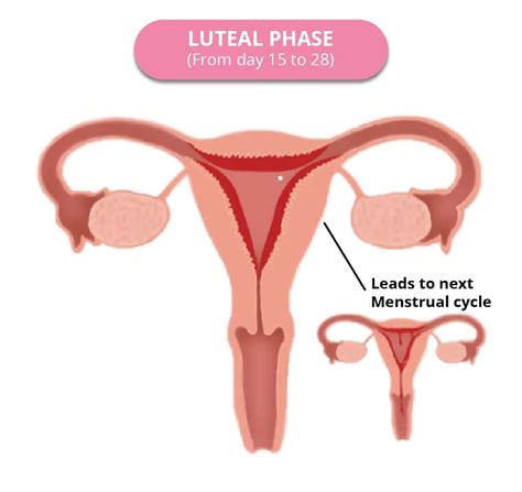 What Are The Stages Of The Menstrual Cycle Birla Fertility And Ivf