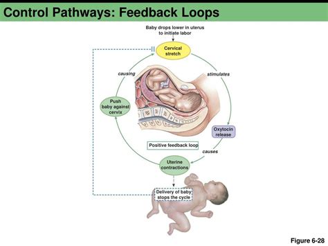 Ppt Chapter 6b Powerpoint Presentation Free Download Id 2413565