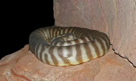 Woma Python Facts Diet Habitat And Pictures On Animaliabio