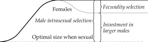 An Idealized Graph Of A Hypothetical Path To Male Biased Sexual Size Download Scientific