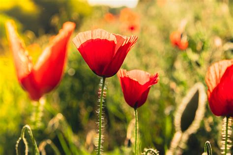 야생 들판에 빨간 양귀비 꽃입니다 봄에 생생한 양귀비 초원 아름다운 여름날 녹색 양털 줄기에 아름다운 빨간 양귀비 꽃이 들판에서 자랍니다 석양의 빛에 주홍색 양귀비 꽃 자연