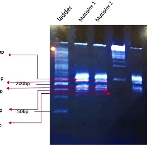 Multiplex Pcr Product Ladder Molecular Size Indicator 50 Bp Dna