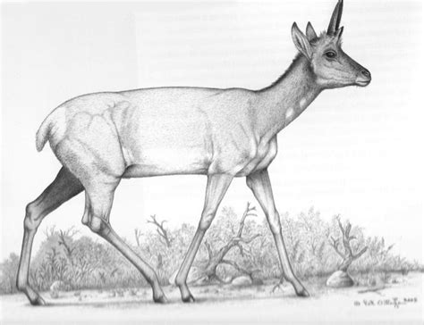 Capromeryx Minor Alchetron The Free Social Encyclopedia