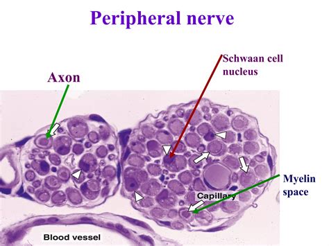 Microscopic Anatomy Of Nervous System Ppt
