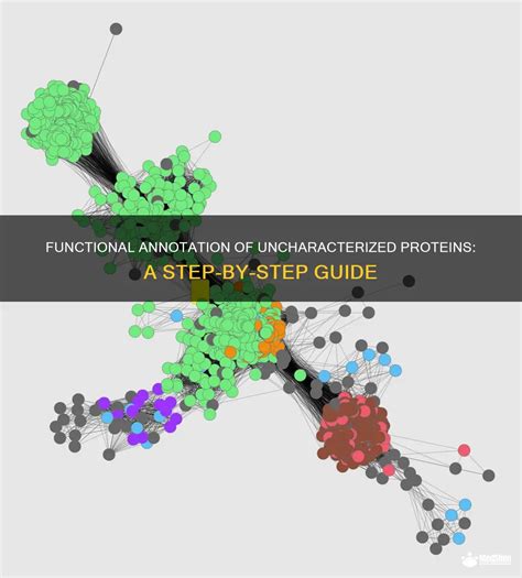 Functional Annotation Of Uncharacterized Proteins A Step By Step Guide MedShun