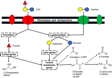 Pathway Of 2′ Fl And Lactose Utilization By Bifidobacterium Longum
