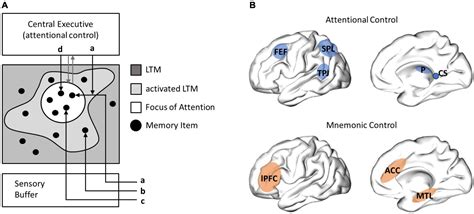 Frontiers Rhythms Of Human Attention And Memory An Embedded Process