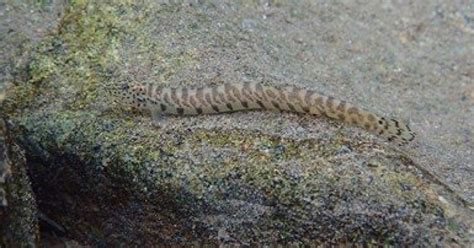 멸종위기 1급 민물고기 좀수수치 2천마리 고흥 고읍천에 방류