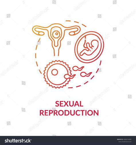 Sexual Reproduction Concept Icon Human Physiology Stock Vector Royalty Free