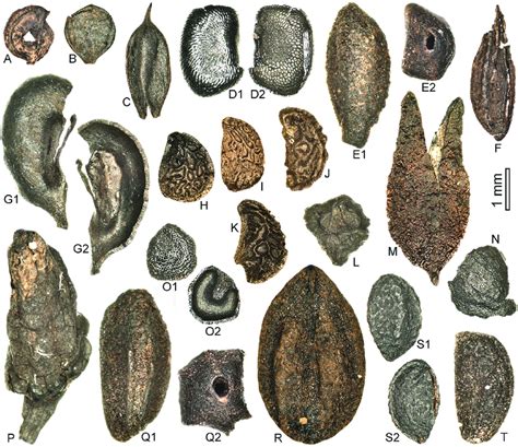 Selected Fruit And Seed Fossils Imaged With Ultra Depth Download Selected Fruit And Seed Fossils Imaged With Ultra Depth Download