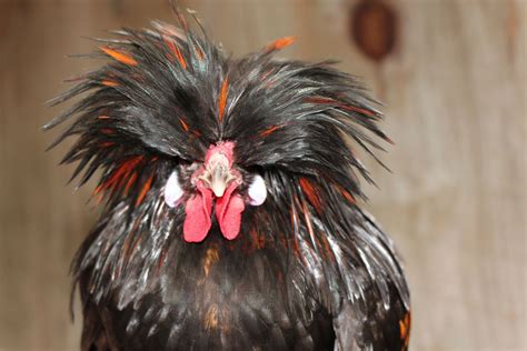 The Polish Chicken Breed Care Traits And Fun Facts The Phat Hen