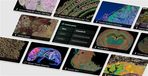 Discovering Spatial Transcriptomics With 10x Xenium Bia Separations Cro