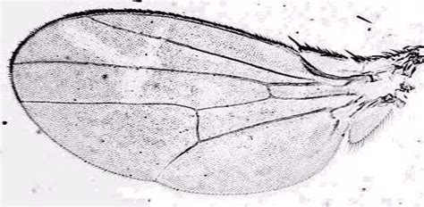 Drosophila Sex Determination Of Wing Type