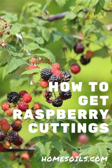 Growing Black Raspberry Cuttings A Step By Step Guide