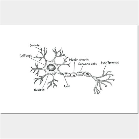 Neuron Wall And Art Print Biology Art Art Drawings Simple Neurons