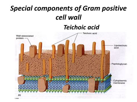 Introduction To Bacteriology Morphology And Staining Pptx