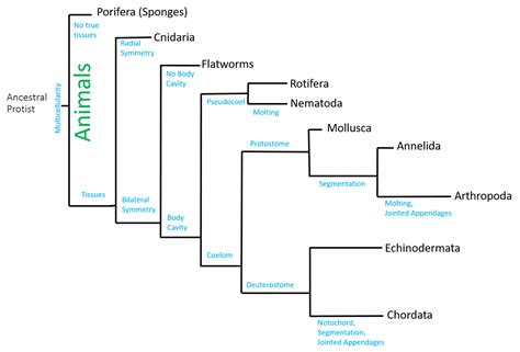Branching Diagram That Models The Phylogeny Of A Species A P