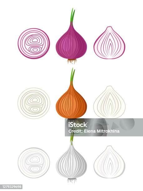 양파를 놓습니다 빨간색 갈색 흰색 양파의 세 가지 종류가 있습니다 야채를 완전히 자르고 자른다 0명에 대한 스톡 벡터 아트 및 기타 이미지 Istock