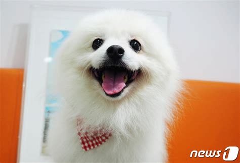 하얀 털 속 감춰진 상처누가 군밤이 입을 묶었나 가족의 발견犬