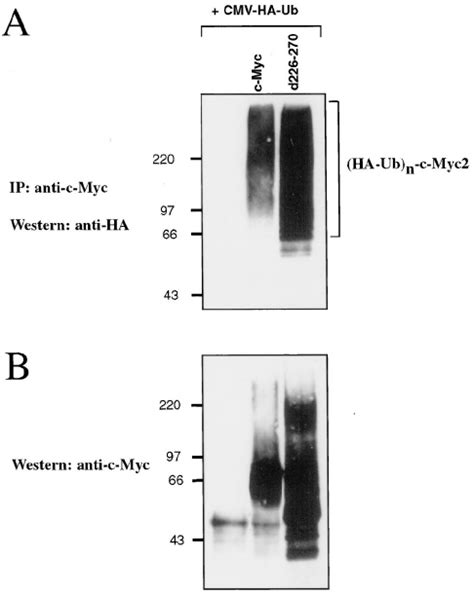 Pest Sequence Of C Myc Is Not Required For Ubiquitination A Cos 7