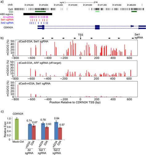 Dna Methylation Decreases Gene Expression At The Cdkn2a Promoter In A