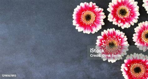 검은 돌 배경에 빨간색과 분홍색 꽃 거베라의 평면 평지 배너 3월 8일 여성의 날 발렌타인 데이 또는 생일 봄 인사말 카드 0명에 대한 스톡 사진 및 기타 이미지 Istock