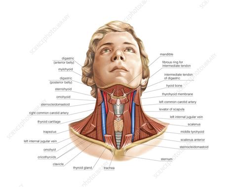 Throat Neck Anatomy