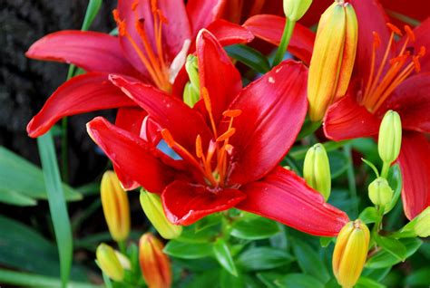 June Blooms NewlyWoodwards