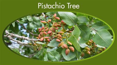 How Do Pistachios Grow A Complete Guide To Pistachio Cultivation