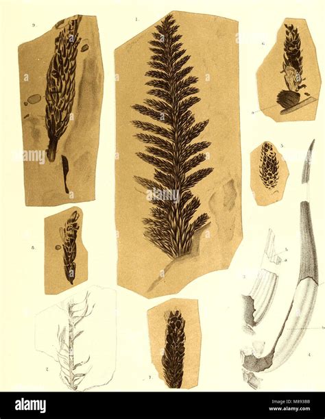 This 1864 Work Discusses The Fossil Flora Of The Permian Formation Providing Insights Into The
