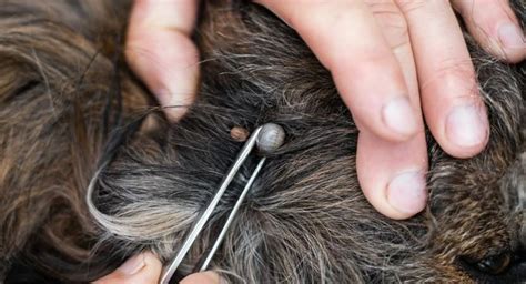 Facts About Tick Borne Diseases Types And Symptoms