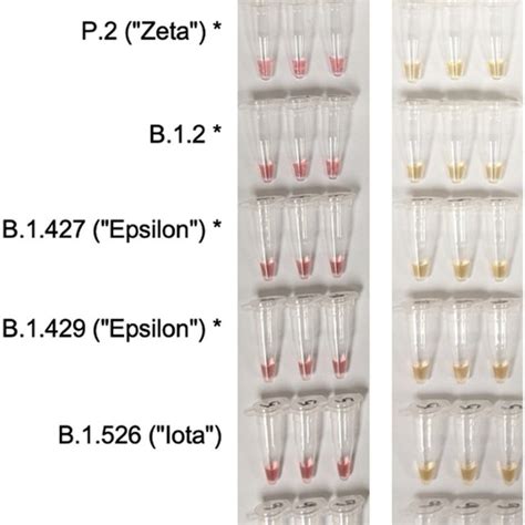Validation Of The Rt Lamp Home Test On Heat Inactivated Sars Cov 2