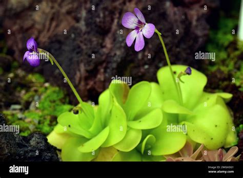 Mexican Butterwort Pinguicula Emarginata Is A Carnivorous Or
