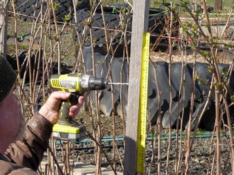 Rural Revolution Trimming Raspberry Canes