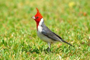 The 3 Species Of Cardinals In Hawaii Pictures And Facts Hawaii Bird Guide